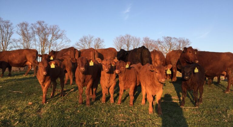 Beef Cattle Genetic Evaluation | AgSights